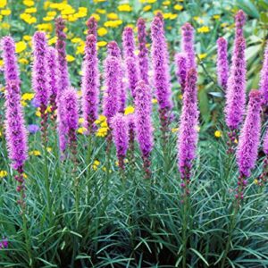 QAUZUY GARDEN 500 Seeds Blazing Star Seeds Purple Dense Blazing Star Gay Feather Liatris Spicata Flower Seeds- Beautiful Hardy Flowers - Attract Pollinators& Low Maintain