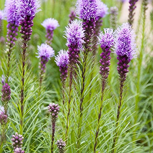 QAUZUY GARDEN 500 Seeds Blazing Star Seeds Purple Dense Blazing Star Gay Feather Liatris Spicata Flower Seeds- Beautiful Hardy Flowers - Attract Pollinators& Low Maintain