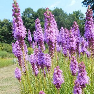 QAUZUY GARDEN 500 Seeds Blazing Star Seeds Purple Dense Blazing Star Gay Feather Liatris Spicata Flower Seeds- Beautiful Hardy Flowers - Attract Pollinators& Low Maintain