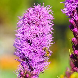 QAUZUY GARDEN 500 Seeds Blazing Star Seeds Purple Dense Blazing Star Gay Feather Liatris Spicata Flower Seeds- Beautiful Hardy Flowers - Attract Pollinators& Low Maintain