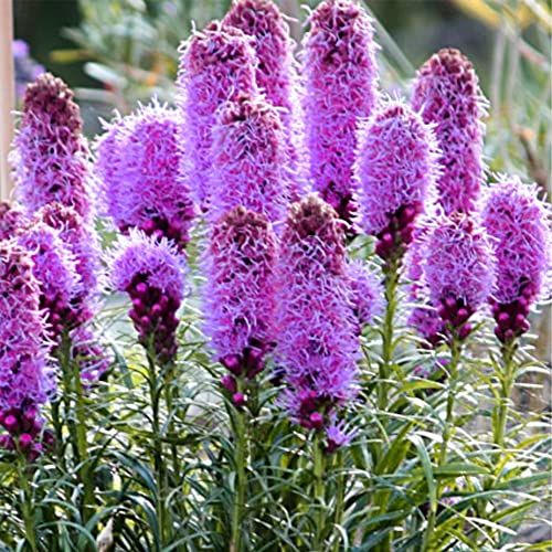 QAUZUY GARDEN 500 Seeds Blazing Star Seeds Purple Dense Blazing Star Gay Feather Liatris Spicata Flower Seeds- Beautiful Hardy Flowers - Attract Pollinators& Low Maintain