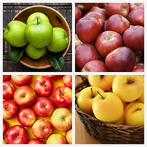 seedcaps Dwarf Apple Seeds for Planting - (Honey Crisp, Gala,Green,Golden) Apple Mixed 100 Seeds - Non-GMO Organic Apple Tree Seeds to Plant Home Friuts Garden Bonsai