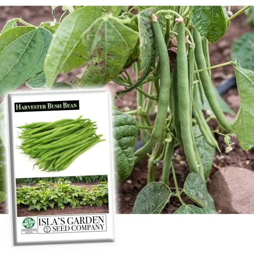 "Harvester" Bush Bean Seeds for Planting, 50+ Heirloom Seeds Per Packet, (Isla's Garden Seeds), Non GMO Seeds, Botanical Name: Phaseolus vulgaris, Great Home Garden Gift