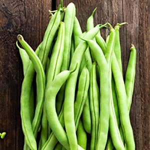 "Harvester" Bush Bean Seeds for Planting, 50+ Heirloom Seeds Per Packet, (Isla's Garden Seeds), Non GMO Seeds, Botanical Name: Phaseolus vulgaris, Great Home Garden Gift