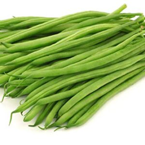 "Harvester" Bush Bean Seeds for Planting, 50+ Heirloom Seeds Per Packet, (Isla's Garden Seeds), Non GMO Seeds, Botanical Name: Phaseolus vulgaris, Great Home Garden Gift