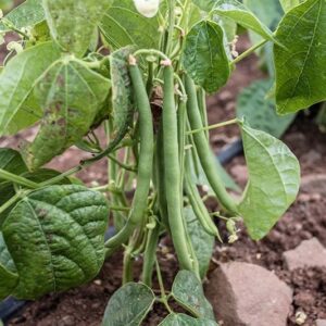 "Harvester" Bush Bean Seeds for Planting, 50+ Heirloom Seeds Per Packet, (Isla's Garden Seeds), Non GMO Seeds, Botanical Name: Phaseolus vulgaris, Great Home Garden Gift