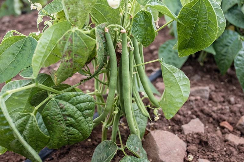 "Harvester" Bush Bean Seeds for Planting, 50+ Heirloom Seeds Per Packet, (Isla's Garden Seeds), Non GMO Seeds, Botanical Name: Phaseolus vulgaris, Great Home Garden Gift