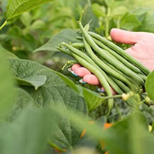 "Harvester" Bush Bean Seeds for Planting, 50+ Heirloom Seeds Per Packet, (Isla's Garden Seeds), Non GMO Seeds, Botanical Name: Phaseolus vulgaris, Great Home Garden Gift