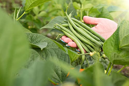 "Harvester" Bush Bean Seeds for Planting, 50+ Heirloom Seeds Per Packet, (Isla's Garden Seeds), Non GMO Seeds, Botanical Name: Phaseolus vulgaris, Great Home Garden Gift