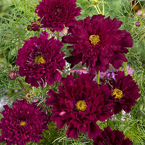 Outsidepride Cosmos Bipannutus Double Click Cranberries Garden Cut Flower Seeds - 50 Seeds