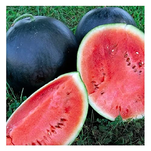 25 Black Diamond Watermelon Seeds | Non-GMO | Heirloom | Instant Latch Garden Seeds