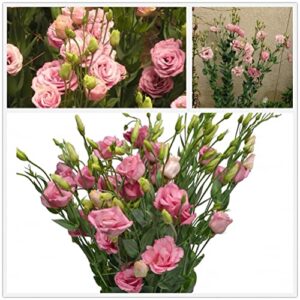 seedcaps lisianthus seeds for planting – 100 pcs rare pink perennial flower seeds for planting in pots home garden