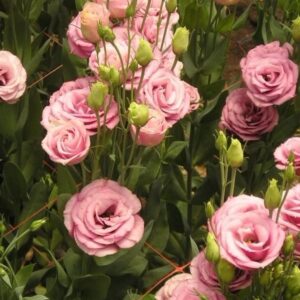 seedcaps Lisianthus Seeds for Planting - 100 Pcs Rare Pink Perennial Flower Seeds for Planting in Pots Home Garden