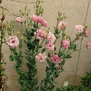 seedcaps Lisianthus Seeds for Planting - 100 Pcs Rare Pink Perennial Flower Seeds for Planting in Pots Home Garden