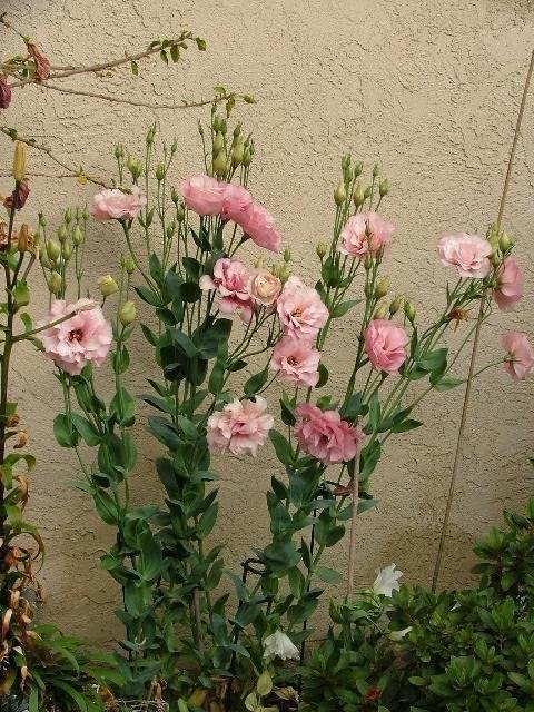 seedcaps Lisianthus Seeds for Planting - 100 Pcs Rare Pink Perennial Flower Seeds for Planting in Pots Home Garden