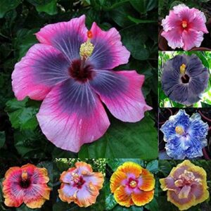 daisy garden 100 pcs mixed hibiscus seeds giant flowers perennial flower