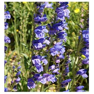 David's Garden Seeds Flower Penstemon Rocky Mountain 1124 (Blue) 200 Non-GMO, Heirloom Seeds