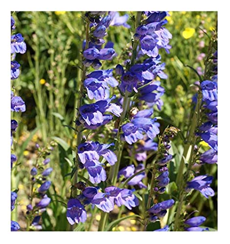 David's Garden Seeds Flower Penstemon Rocky Mountain 1124 (Blue) 200 Non-GMO, Heirloom Seeds