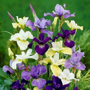 chuxay garden mixed iris sibirica-siberian iris,siberian flag 20 seeds blue red white purple herb all season ornamental plant seed temperate regions growing planting easy to grow & maintain