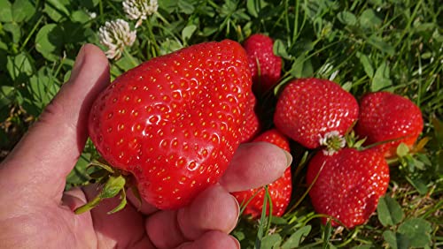 Giant Strawberry Seeds for Planting, 50 Heirloom Seeds Per Packet, (Isla's Garden Seeds), Non GMO Seeds, Botanical Name: Fragaria vesca, Great Home Fruit Garden Gift