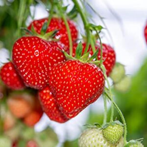 Giant Strawberry Seeds for Planting, 50 Heirloom Seeds Per Packet, (Isla's Garden Seeds), Non GMO Seeds, Botanical Name: Fragaria vesca, Great Home Fruit Garden Gift