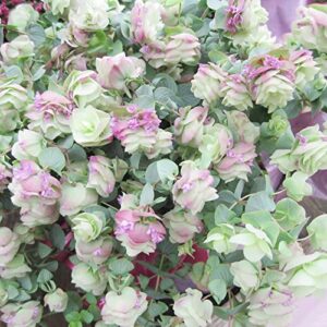 ornamental oregano seeds origanum ‘kirigami’ low-growing herbaceous perennial fragrant dried flower arrangements hanging baskets borders rock gardens 50pcs herb seeds by yegaol garden