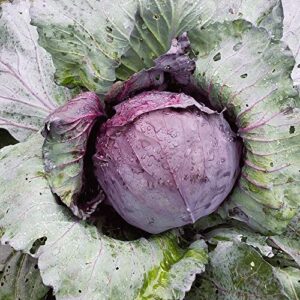 red acre cabbage seeds, 250+ heirloom seeds per packet, (isla’s garden seeds), non gmo seeds, botanical name: brassica oleracea var. capitata f. rubra