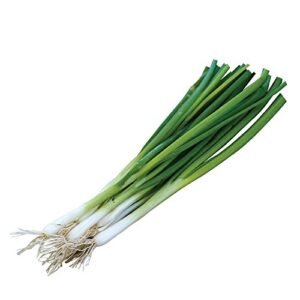 burpee evergreen long white bunching (organic) onion seeds 1500 seeds