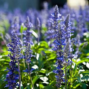 Hyssop Seeds for Planting, 1500+ Seeds Per Packet, (Isla's Garden Seeds), Non GMO & Heirloom Seeds, Botanical Name: Hyssopus officinalis, Fragrant Herb & Flower, Great Home Garden Gift