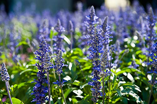 Hyssop Seeds for Planting, 1500+ Seeds Per Packet, (Isla's Garden Seeds), Non GMO & Heirloom Seeds, Botanical Name: Hyssopus officinalis, Fragrant Herb & Flower, Great Home Garden Gift