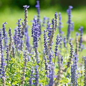 Hyssop Seeds for Planting, 1500+ Seeds Per Packet, (Isla's Garden Seeds), Non GMO & Heirloom Seeds, Botanical Name: Hyssopus officinalis, Fragrant Herb & Flower, Great Home Garden Gift