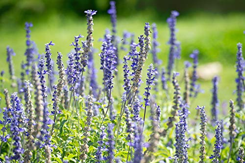 Hyssop Seeds for Planting, 1500+ Seeds Per Packet, (Isla's Garden Seeds), Non GMO & Heirloom Seeds, Botanical Name: Hyssopus officinalis, Fragrant Herb & Flower, Great Home Garden Gift