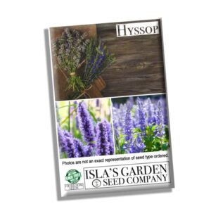 Hyssop Seeds for Planting, 1500+ Seeds Per Packet, (Isla's Garden Seeds), Non GMO & Heirloom Seeds, Botanical Name: Hyssopus officinalis, Fragrant Herb & Flower, Great Home Garden Gift