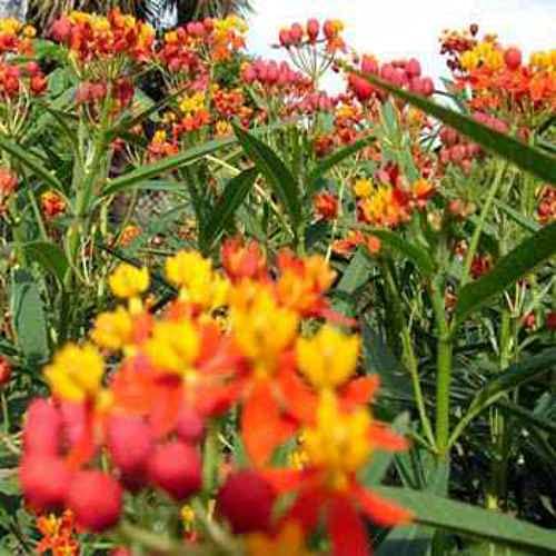 Outsidepride Asclepias Mexican Butterfly Weed AKA Tropical Milkweed Garden Flowers for Butterflies - 1000 Seeds