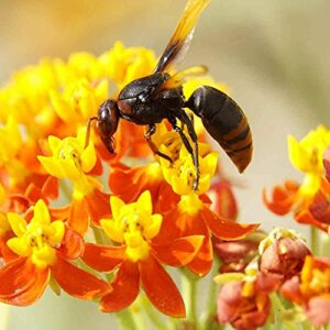 Outsidepride Asclepias Mexican Butterfly Weed AKA Tropical Milkweed Garden Flowers for Butterflies - 1000 Seeds