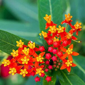 Outsidepride Asclepias Mexican Butterfly Weed AKA Tropical Milkweed Garden Flowers for Butterflies - 1000 Seeds