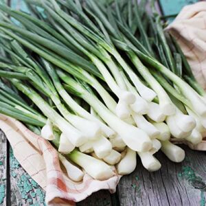 1,000 nebuka evergreen bunching onion seeds for planting heirloom non gmo 4 grams garden vegetable bulk survival hominy