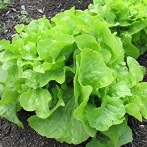 Oakleaf Leaf Lettuce Seeds for Planting, 1000+ Heirloom Seeds Per Packet, (Isla's Garden Seeds), Non GMO Seeds, Botanical Name: Lactuca Sativa, Great Home Garden Gift