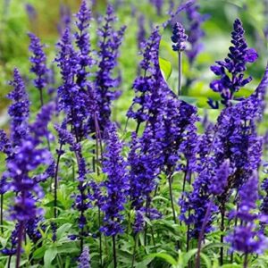 mokalala 50 pcs sage seeds | non-gmo | “sapphire blue” (salvia farinacea) seeds for planting home garden