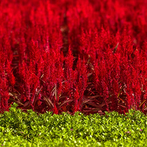 Outsidepride Celosia Scarlet Plume Plant, Feathery Amaranth Garden or House Plant Flower - 1000 Seeds