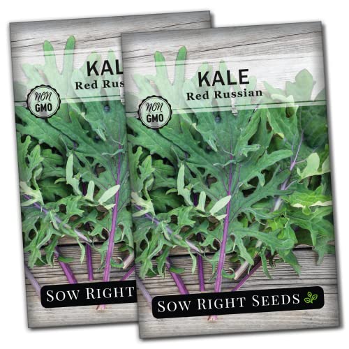 Sow Right Seeds - Red Russian Kale Seed for Planting - Non-GMO Heirloom Packet with Instructions to Plant a Home Vegetable Garden, Great Gardening Gift (2)