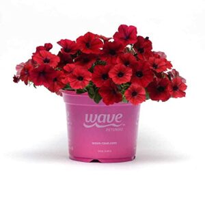 Outsidepride Spreading Tidal Wave Red Velour Petunia Garden Flowers for Hanging Baskets, Pots, Containers, Beds - 30 Seeds