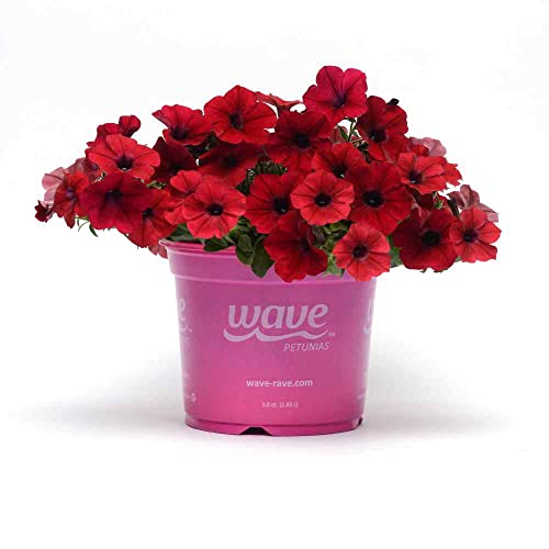 Outsidepride Spreading Tidal Wave Red Velour Petunia Garden Flowers for Hanging Baskets, Pots, Containers, Beds - 30 Seeds