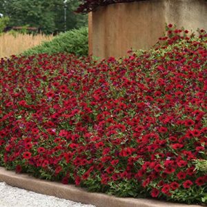 Outsidepride Spreading Tidal Wave Red Velour Petunia Garden Flowers for Hanging Baskets, Pots, Containers, Beds - 30 Seeds