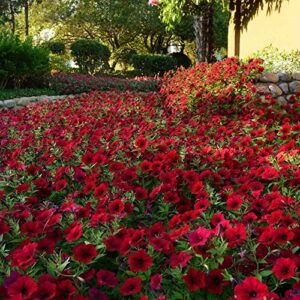 Outsidepride Spreading Tidal Wave Red Velour Petunia Garden Flowers for Hanging Baskets, Pots, Containers, Beds - 30 Seeds