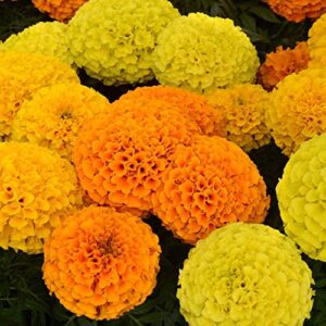 outsidepride tagetes erecta taishan african marigold garden flower seed mix – 100 seeds