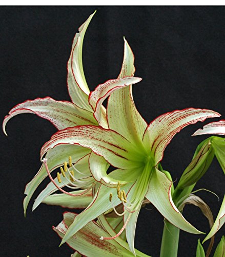 Exotic Cybister, Emerald Amaryllis, Blooming Sized Bulb, Great as a potted plant, or specimin garden plant