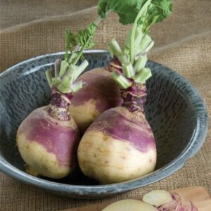 David's Garden Seeds Rutabaga American Purple Top FBA-4315 (Purple) 100 Non-GMO, Heirloom Seeds