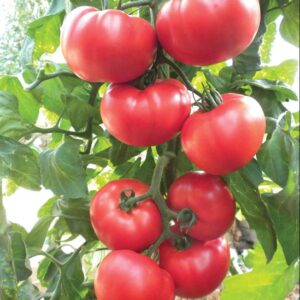 Tomato Plant, 3 Beefsteak Tomato Live Plants 6 to 10 Inches, Easy to Plant Planting Ornaments Garden Perennials Simple to Grow Pots Gift