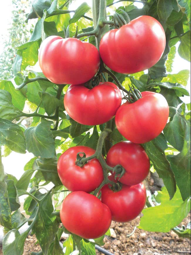 Tomato Plant, 3 Beefsteak Tomato Live Plants 6 to 10 Inches, Easy to Plant Planting Ornaments Garden Perennials Simple to Grow Pots Gift